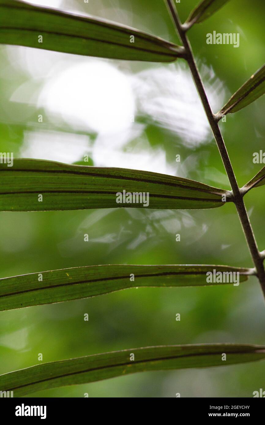 A vertical closeup shot of green leaves of a plant Stock Photo - Alamy