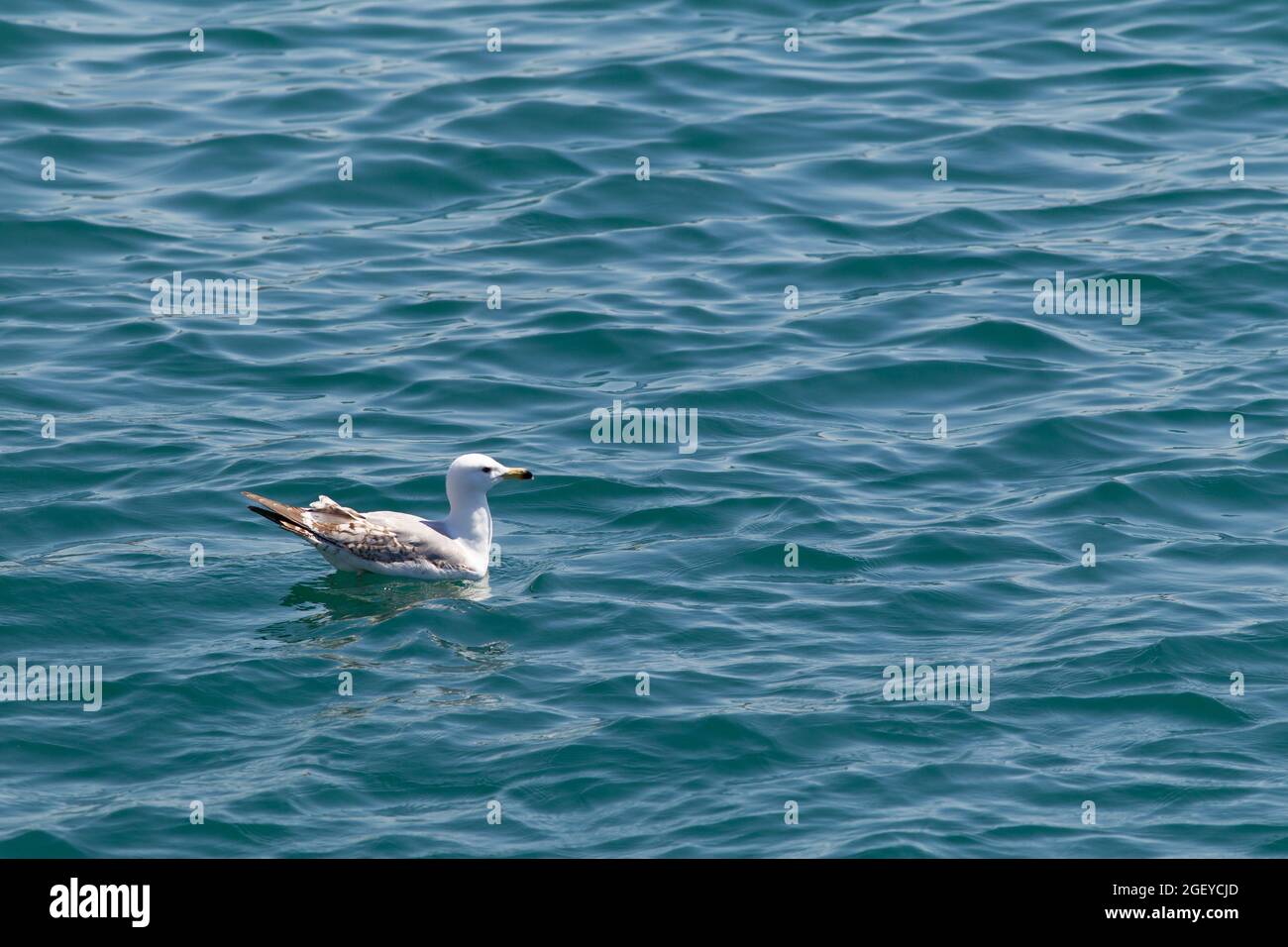 A seagull swimming in a lake Stock Photo - Alamy
