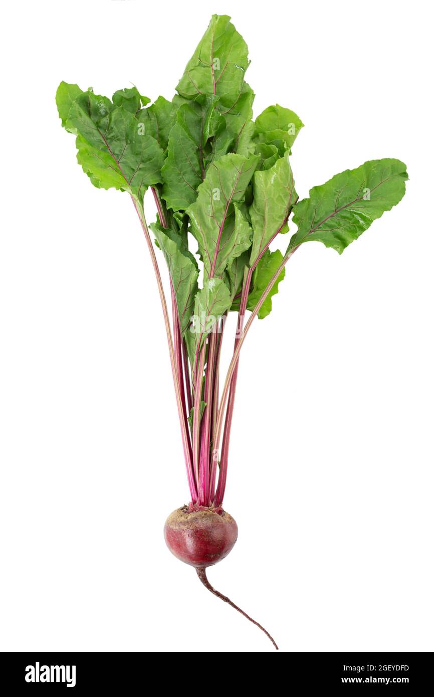 One Single Beet , Table Beet close up isolated on white background ...