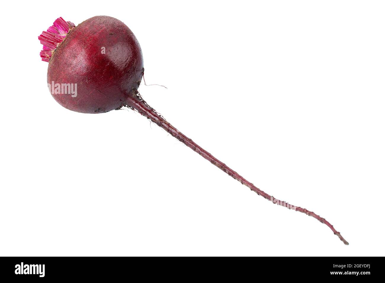 Beet root isolated on white background. File contains clipping path ...