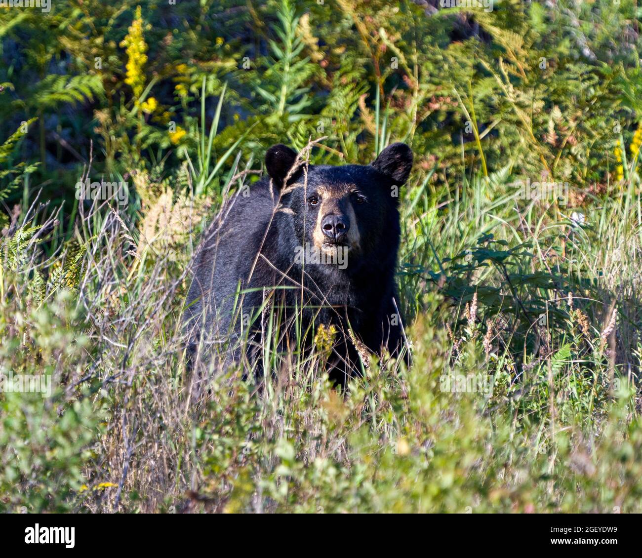 Black Bear head shot close up displaying black fur, head, ears, eyes ...