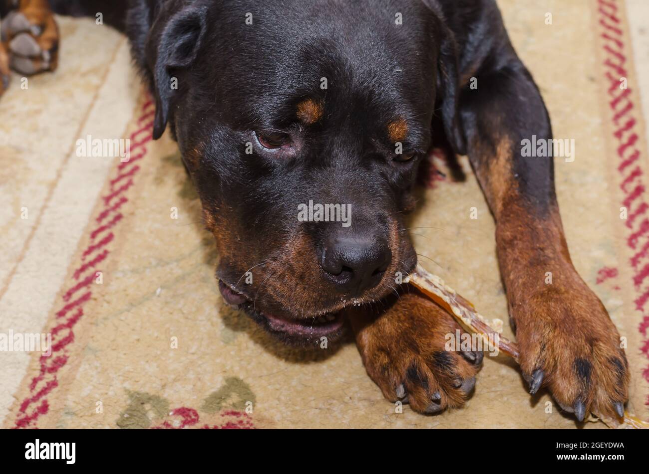 Black dog is lying on carpet and chewing treat. Rottweiler is biting ...