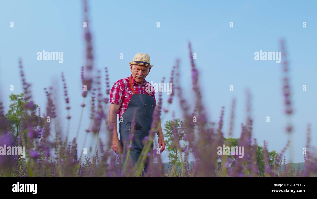 Senior old man grandfather farmer growing lavender plant in herb garden ...
