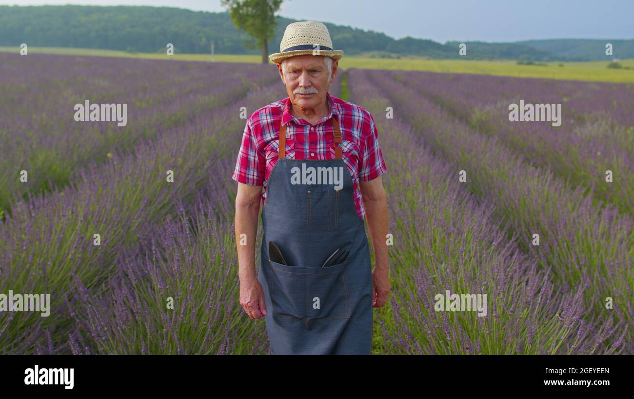 Senior grandfather man farmer growing lavender in blooming flowers ...