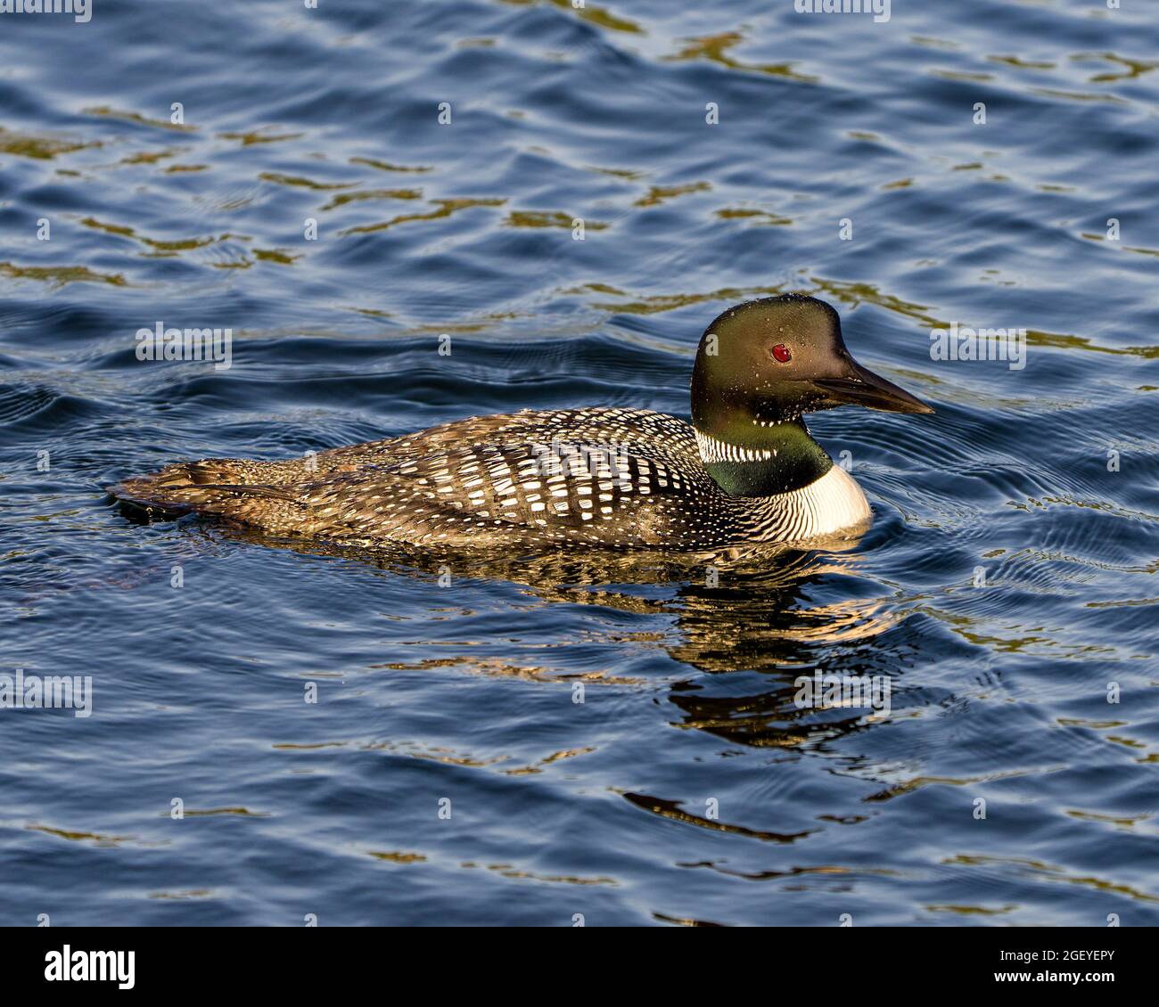 Common Loon close-up profile view swimming in the lake in its ...