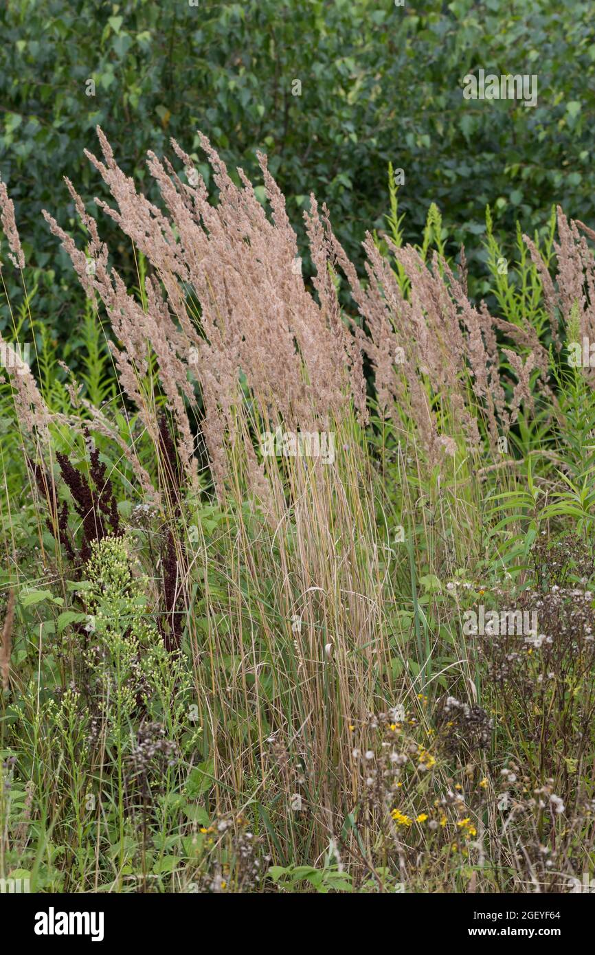 Land-Reitgras, Landreitgras, Wald-Schilf, Sand-Reitgras, Calamagrostis ...