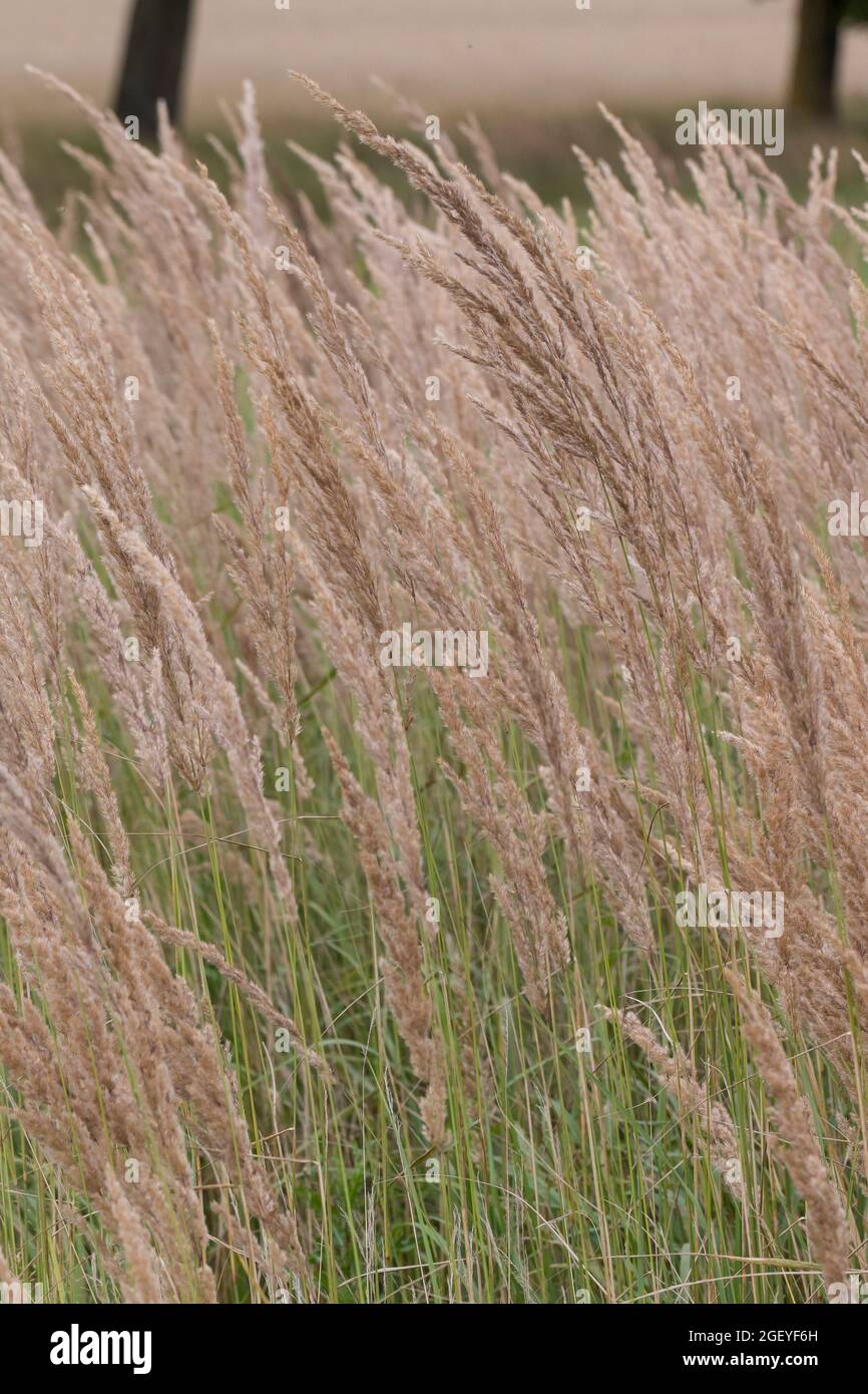Land-Reitgras, Landreitgras, Wald-Schilf, Sand-Reitgras, Calamagrostis ...