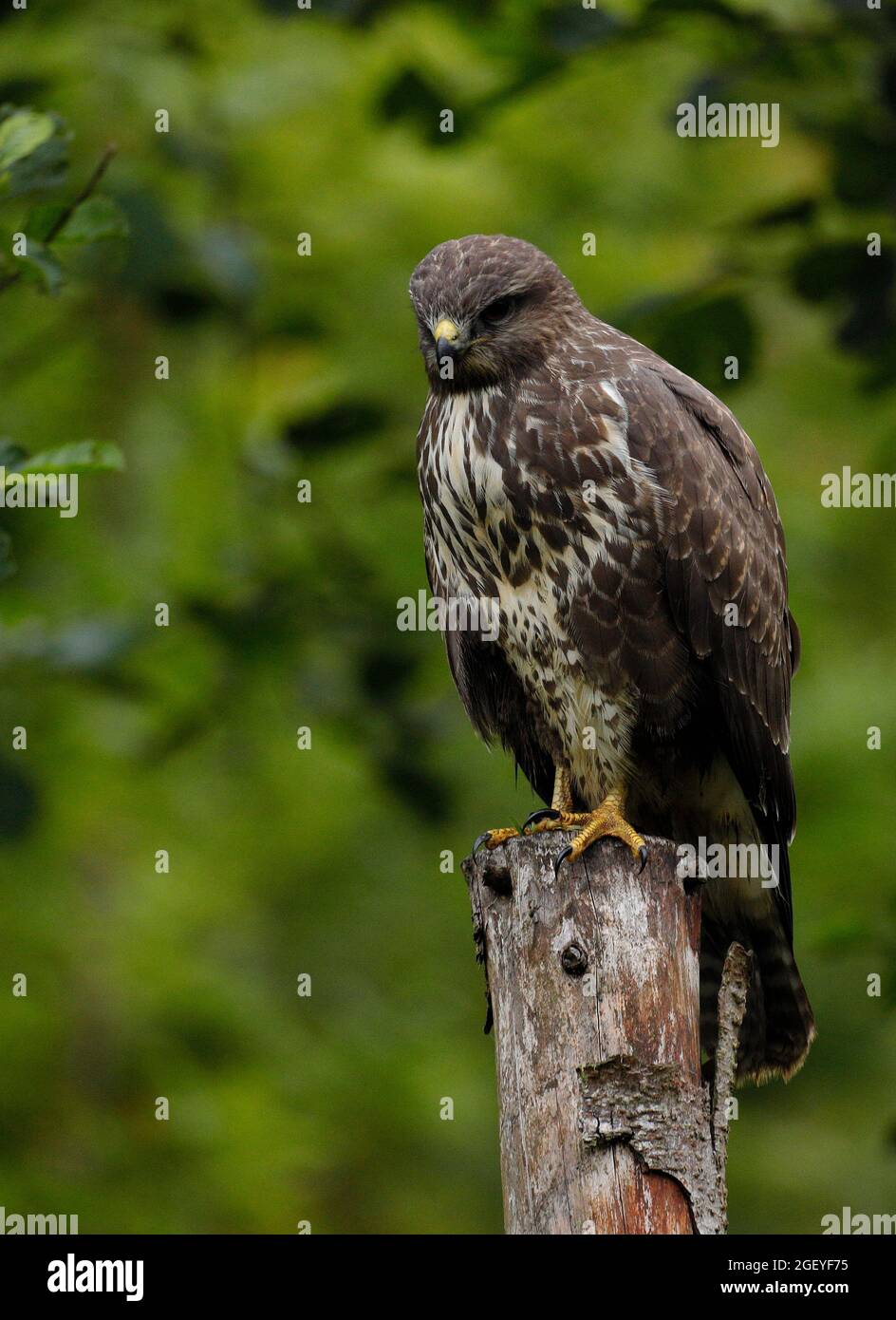 Photographing buzzards hi-res stock photography and images - Alamy