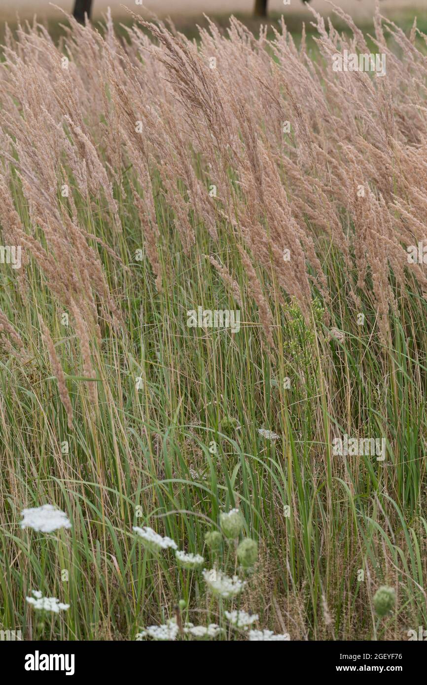 Calamagrostis epigejos landreitgras hi-res stock photography and images ...