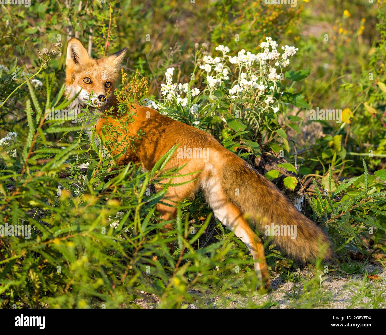 Red Fox basking in the last rays of the setting evening sun in its ...