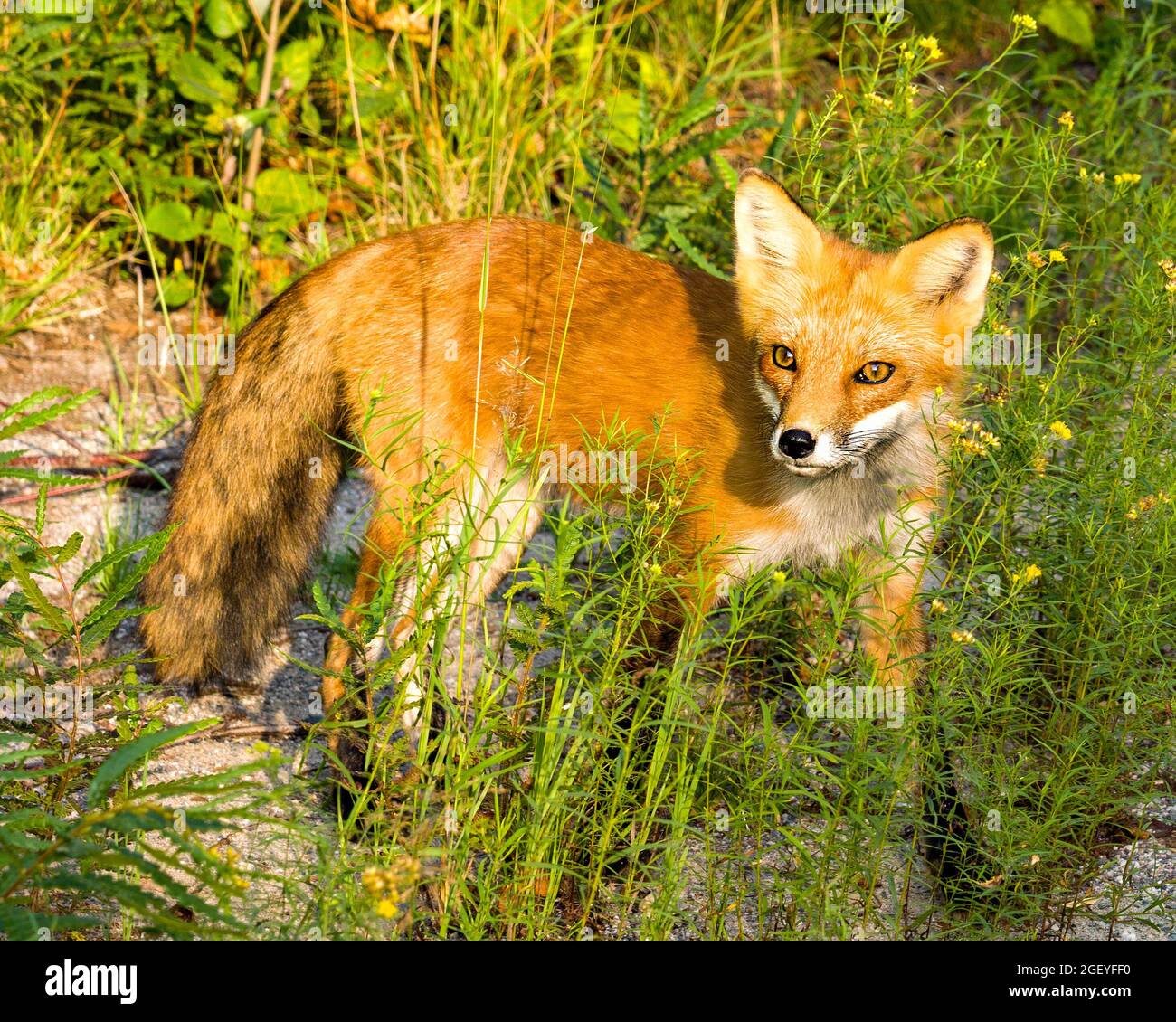 Red Fox basking in the last rays of the setting evening sun in its ...