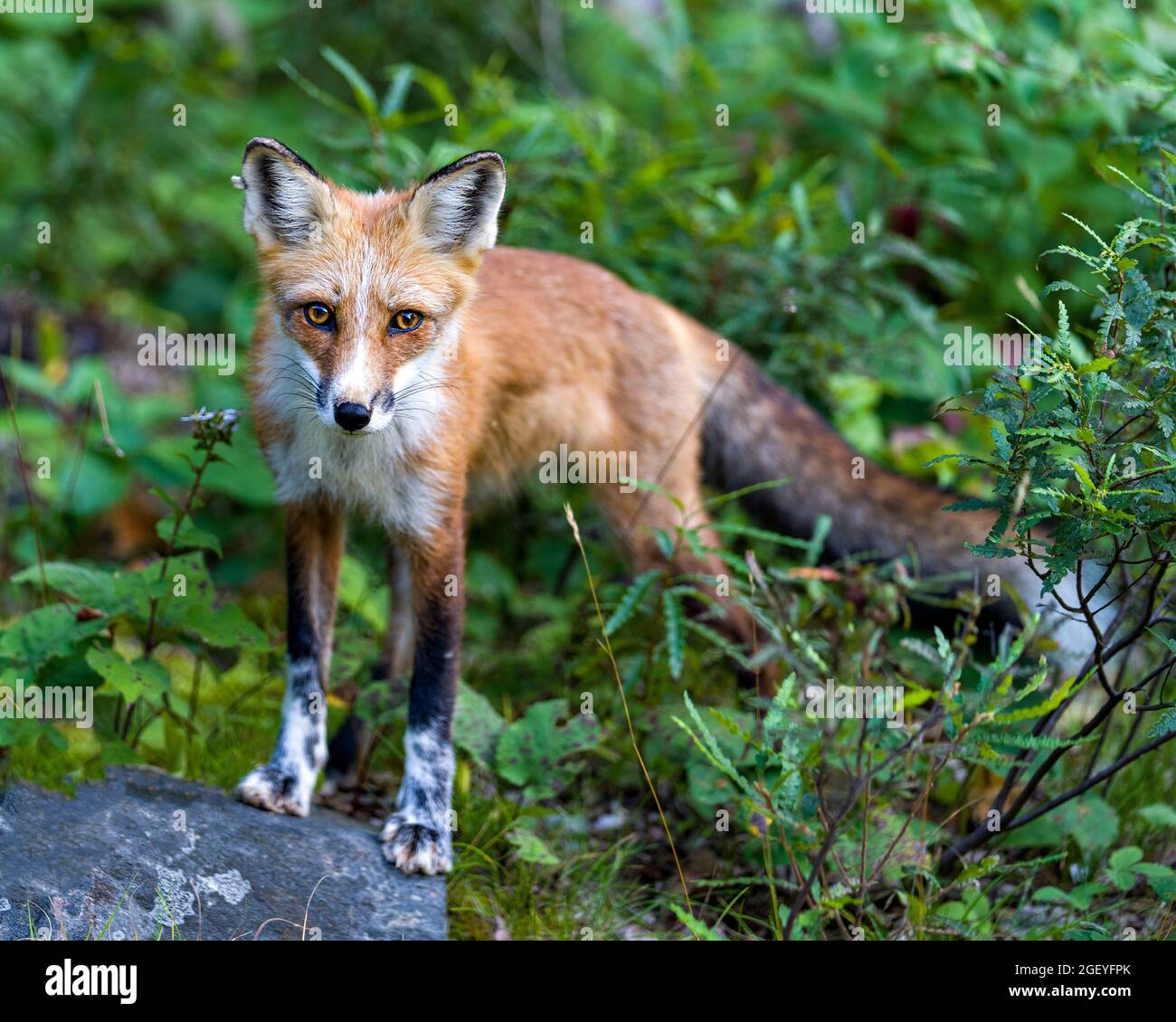 Red Fox close-up profile front view standing on a rock and looking at ...