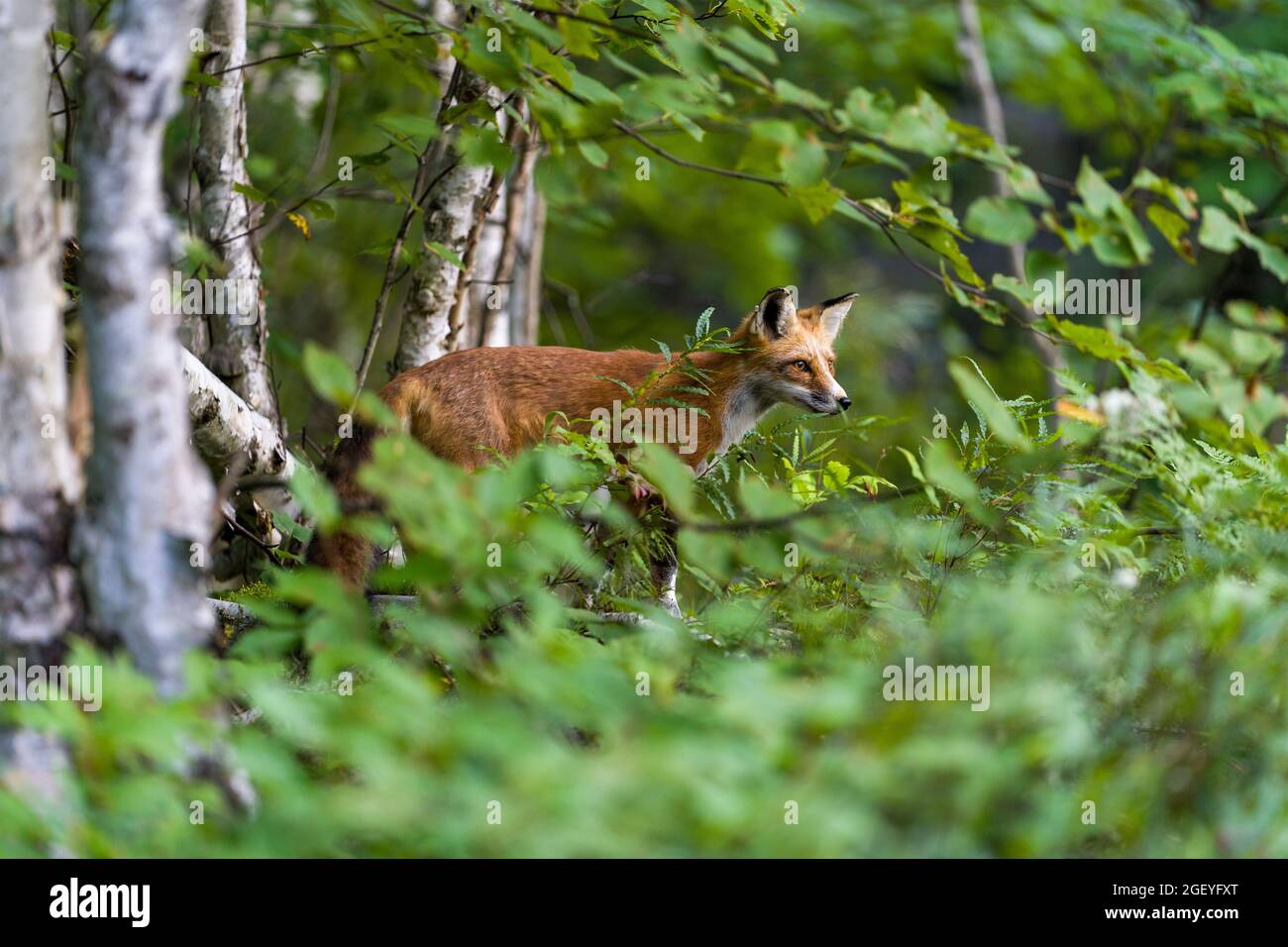Red Fox profile side view with blur forest and birch trees background ...