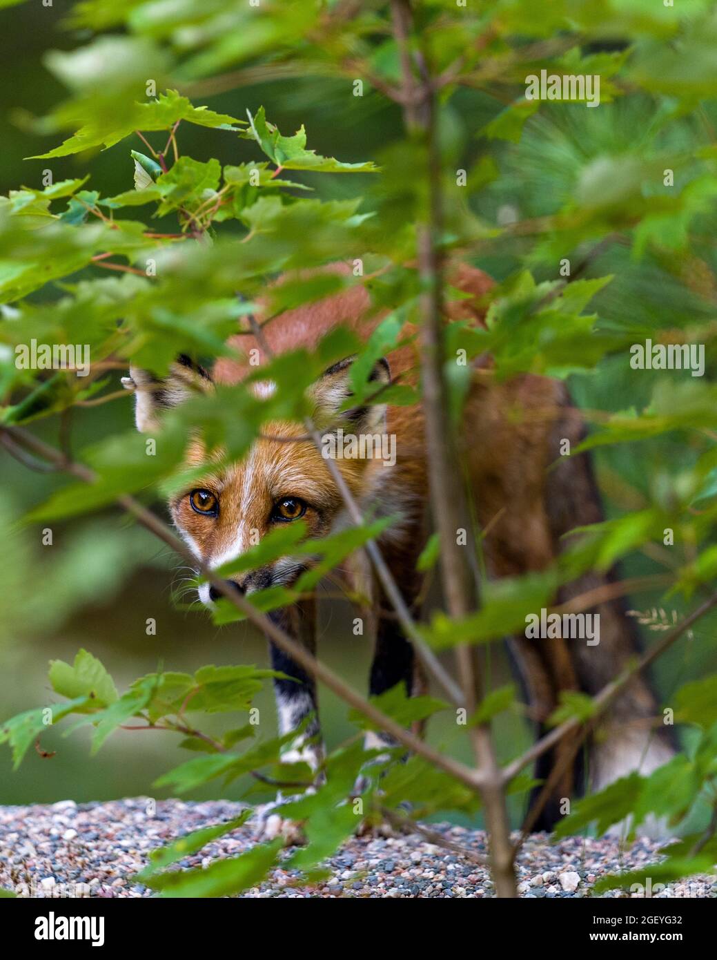 Red fox front view photo hi-res stock photography and images - Alamy