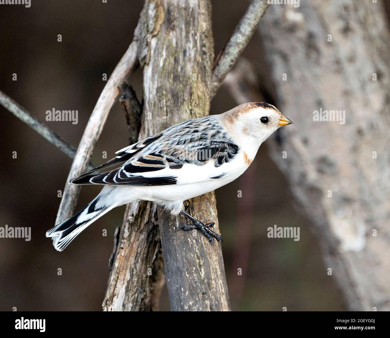 Snow bunting impressive bird hi-res stock photography and images - Alamy