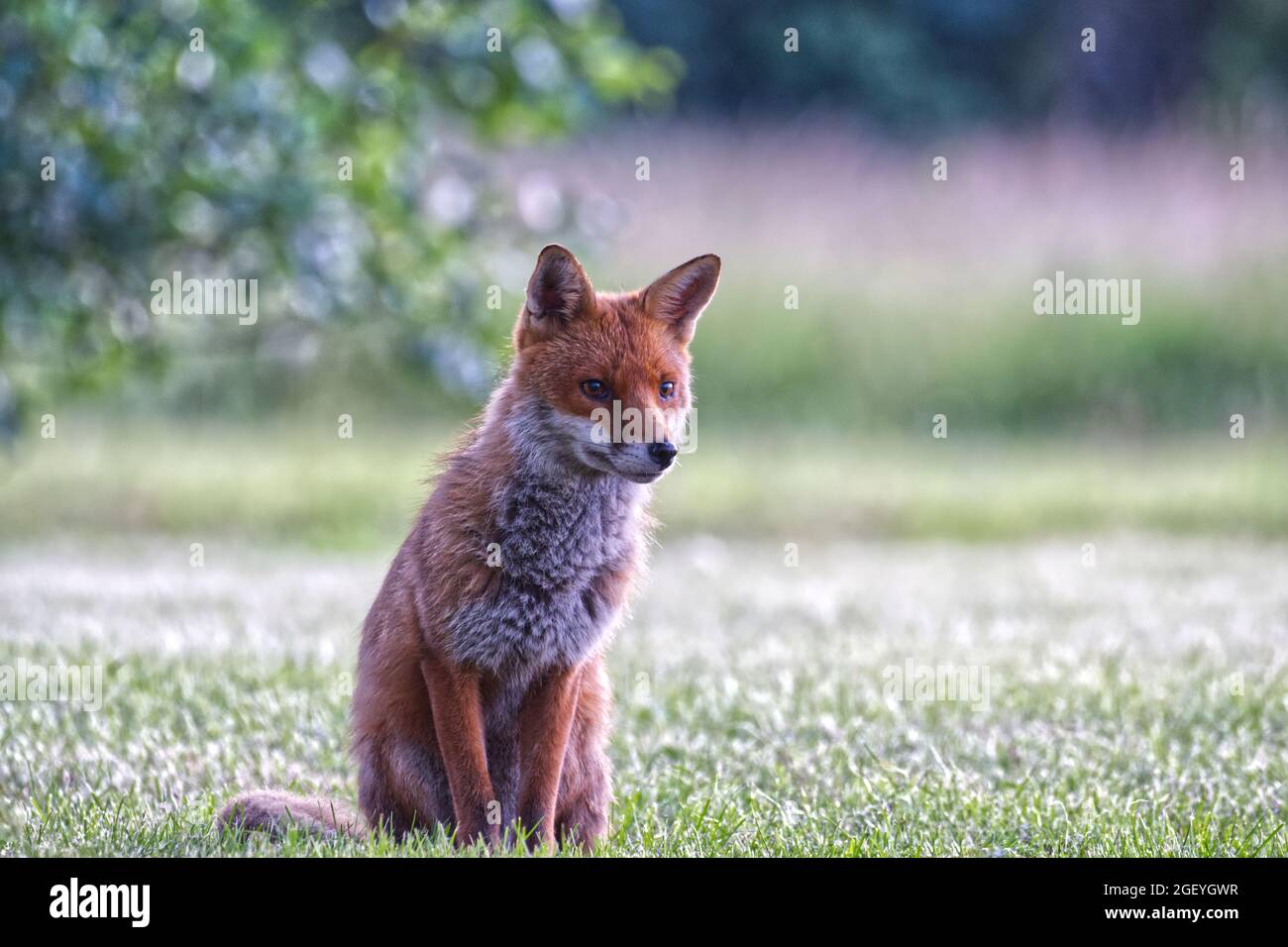 Red fox sitting beside tree hi-res stock photography and images - Alamy