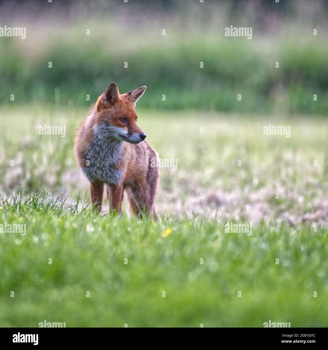 Red fox sitting beside tree hi-res stock photography and images - Alamy