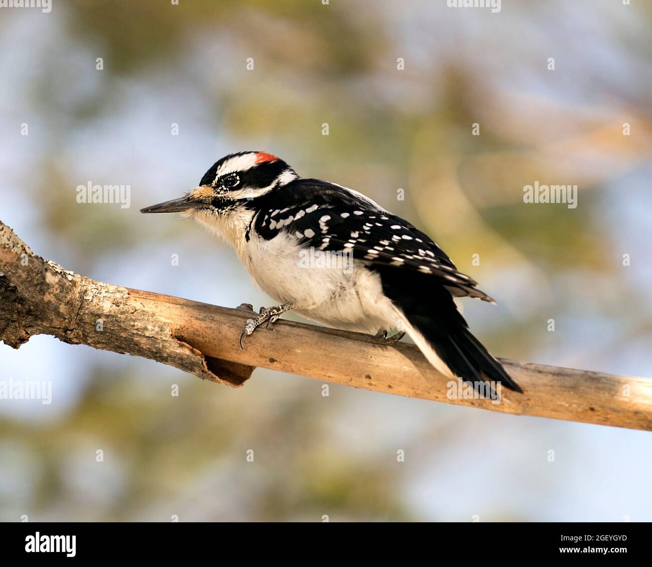 Woodpecker close-up profile view perched on a tree branch and in its ...
