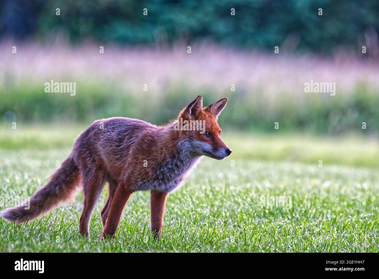Wet red fox hi-res stock photography and images - Alamy