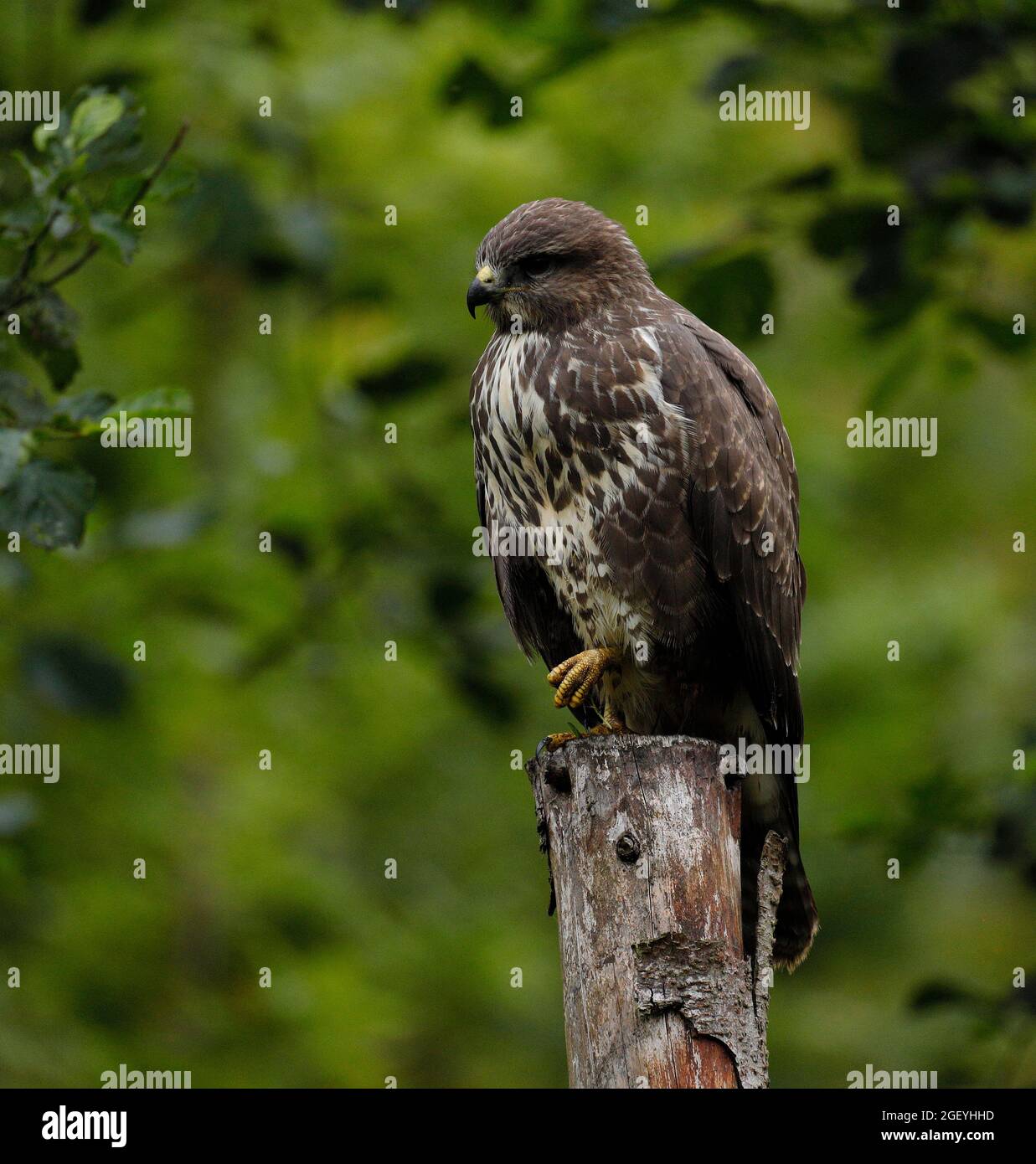 Common Buzzard Feet High Resolution Stock Photography and Images - Alamy