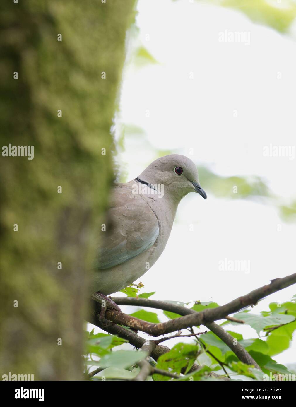 Ruffled feathers collared dove hi-res stock photography and images - Alamy