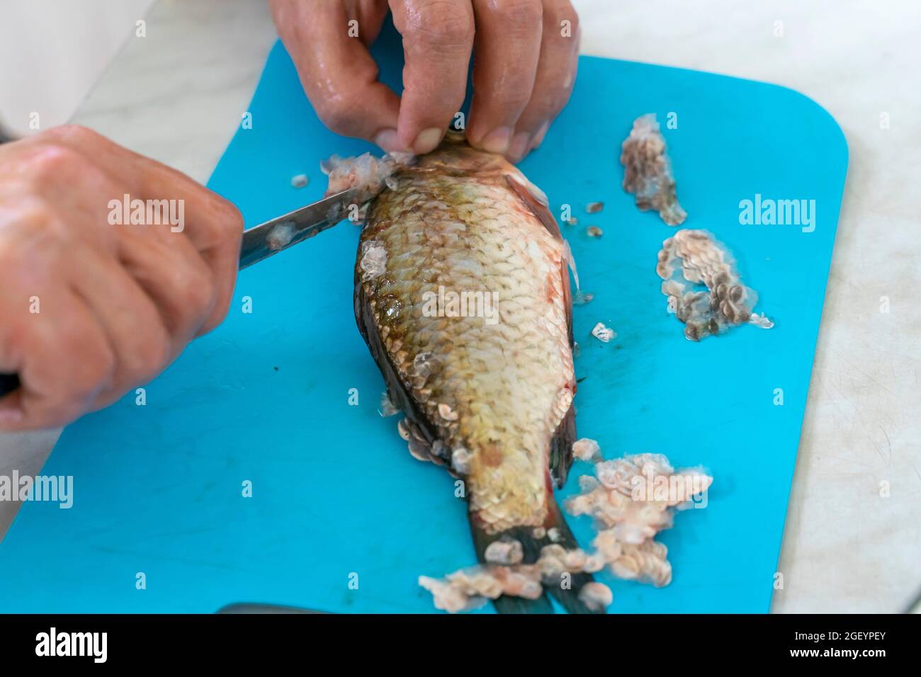 woman cleaning freshly caught wild fish at home, crucian carp Stock ...