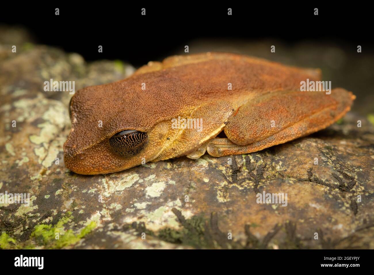 ICUN endangered Australian lace-lid (Litoria dayi) demonstrating lower ...