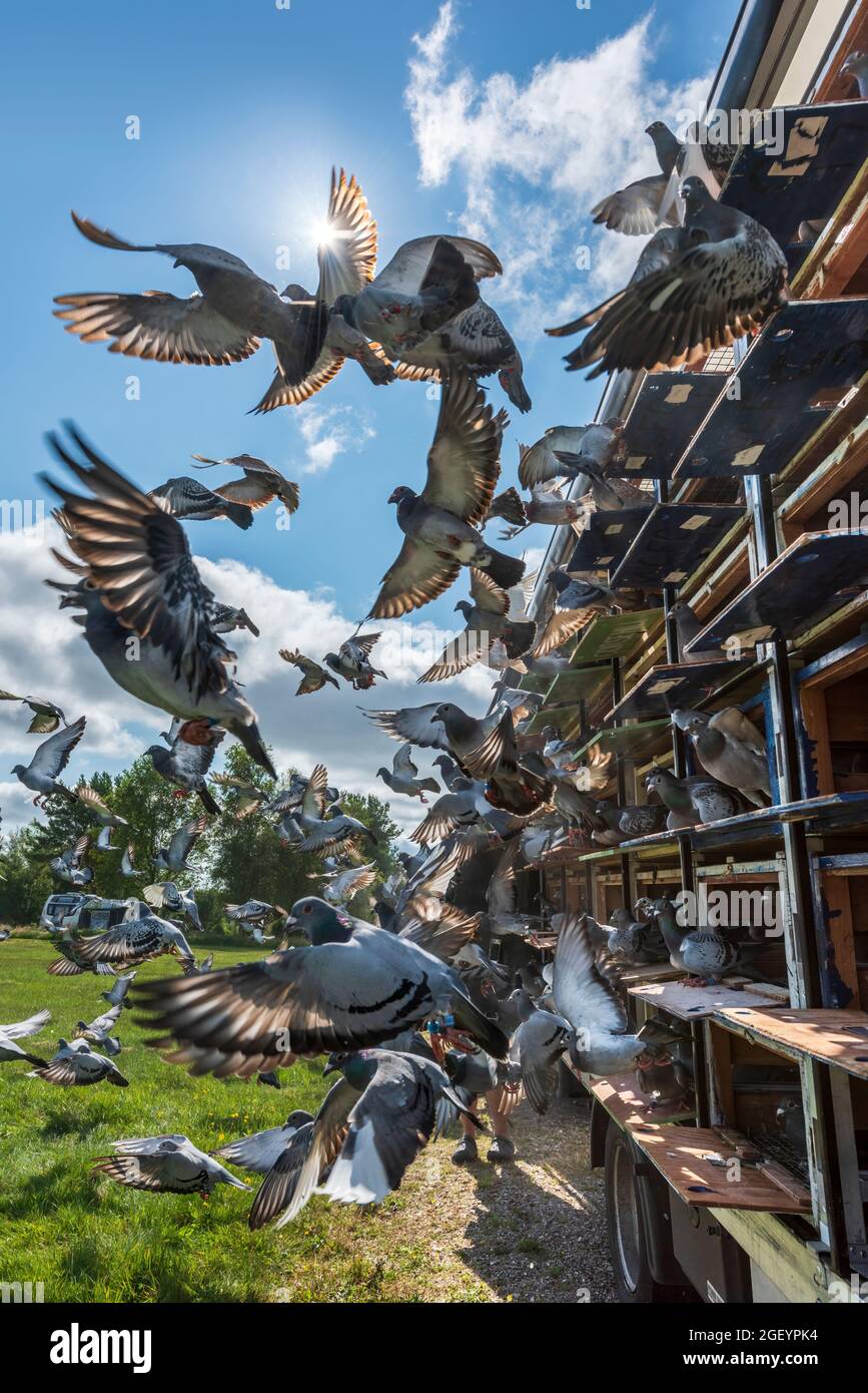 Race pigeons hi-res stock photography and images - Alamy