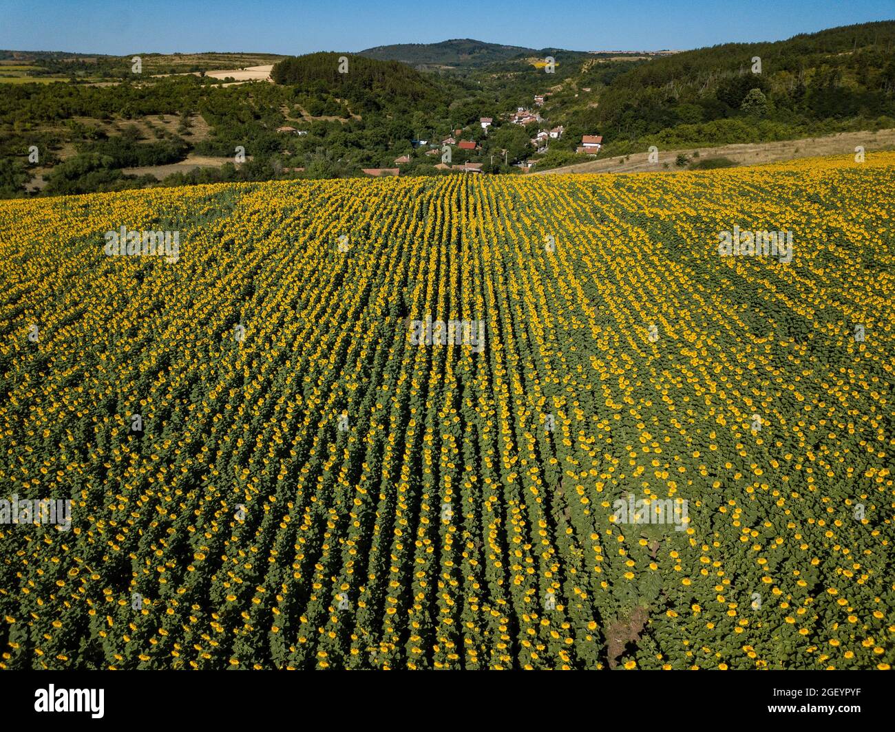 Aerial view of an agricultural yellow field with hills and trees on the ...