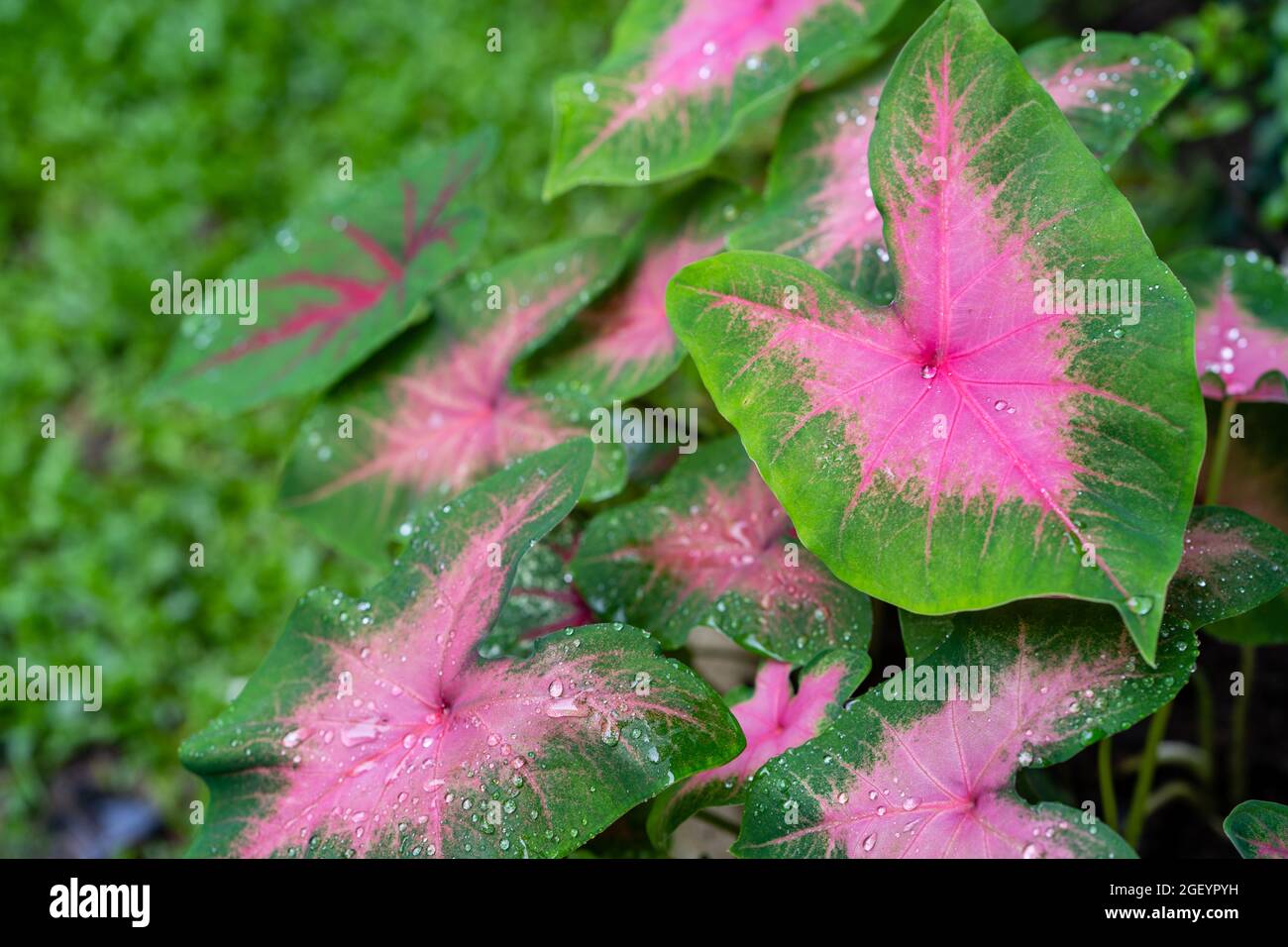 The pink leaves of the Caladium plant (commonly called elephant ear ...