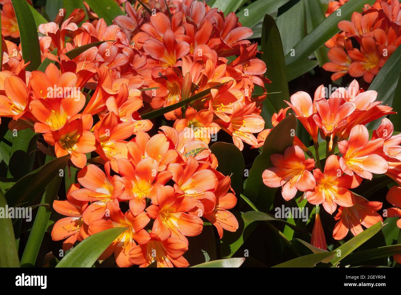 Sydney Australia, bright orange flowers of a clivia miniata native to ...