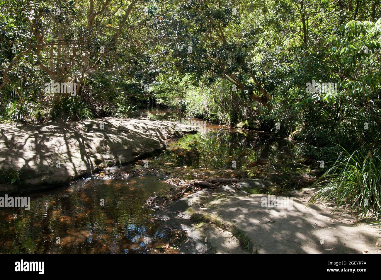 Sydney Australia, view of bushland along river in the public North ...