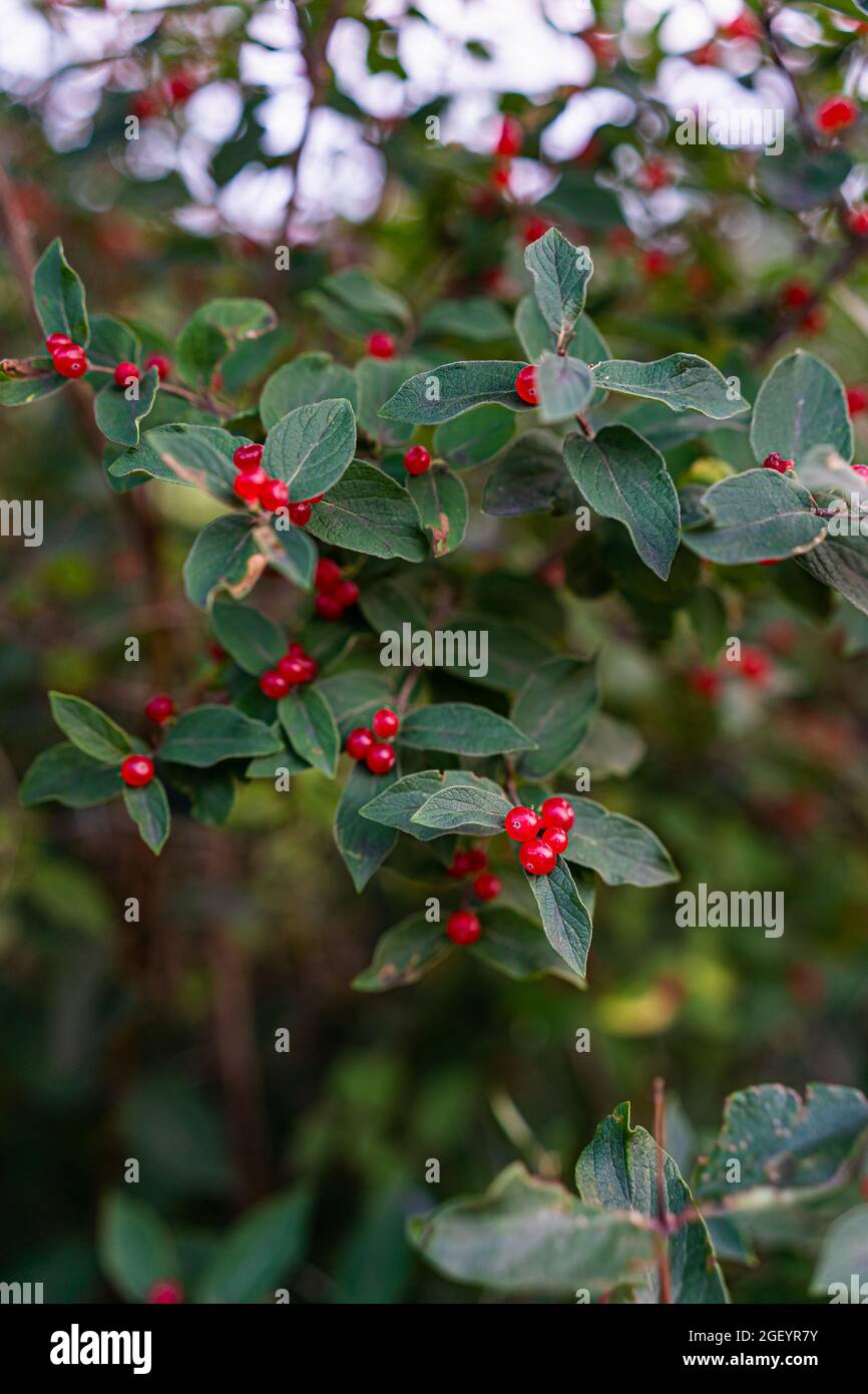 A bush of Eastern teaberry plant with bright red berries Stock Photo ...
