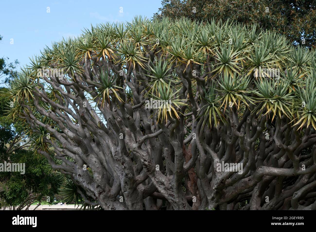 Sydney Australia, branches and canopy of a dracaena draco tree Stock ...