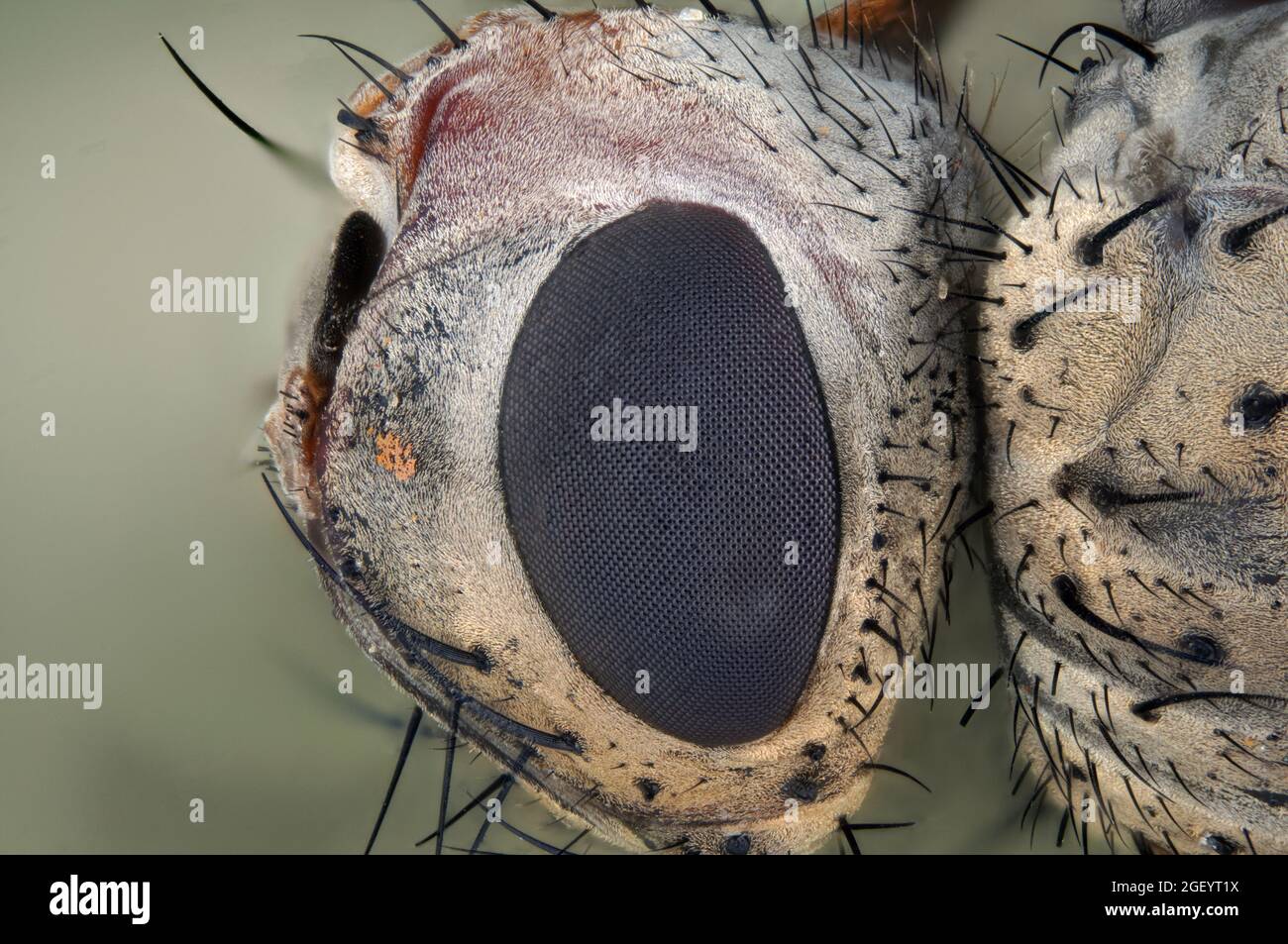 Fly head, 10 x Stock Photo - Alamy