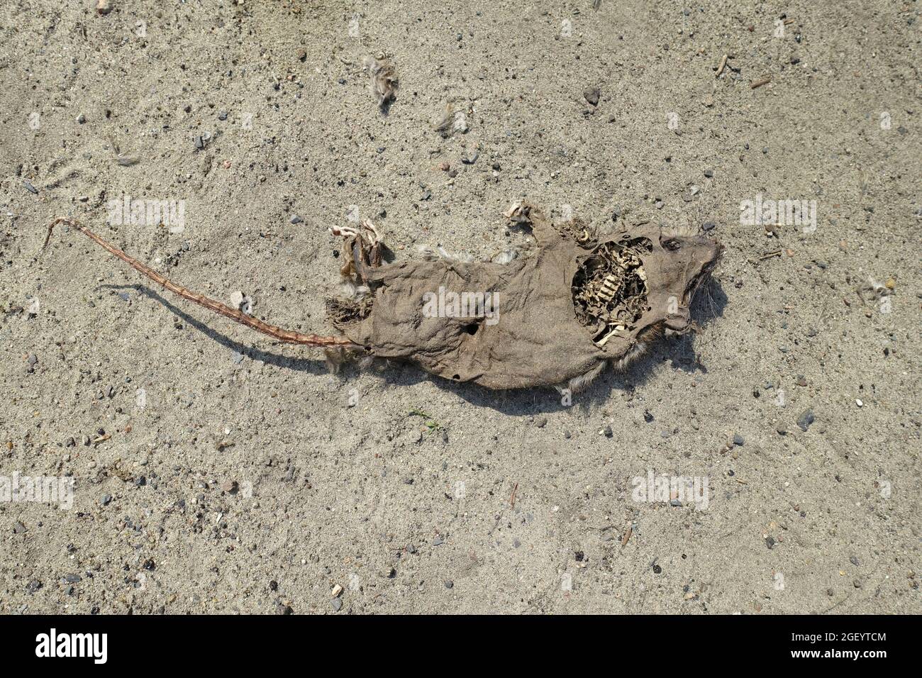 Mummified rat hi-res stock photography and images - Alamy