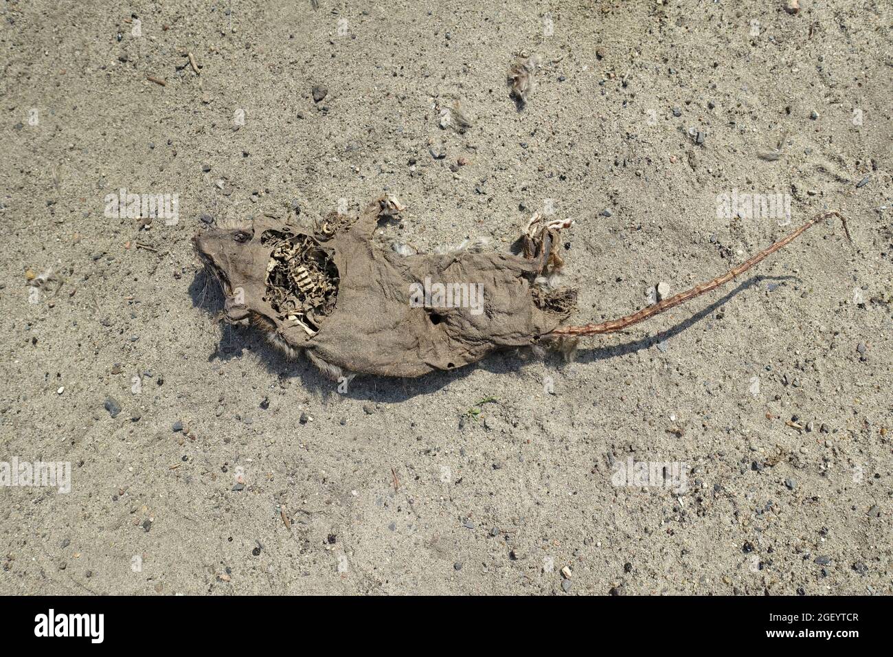 Poisoned desiccated mummified rat Stock Photo - Alamy