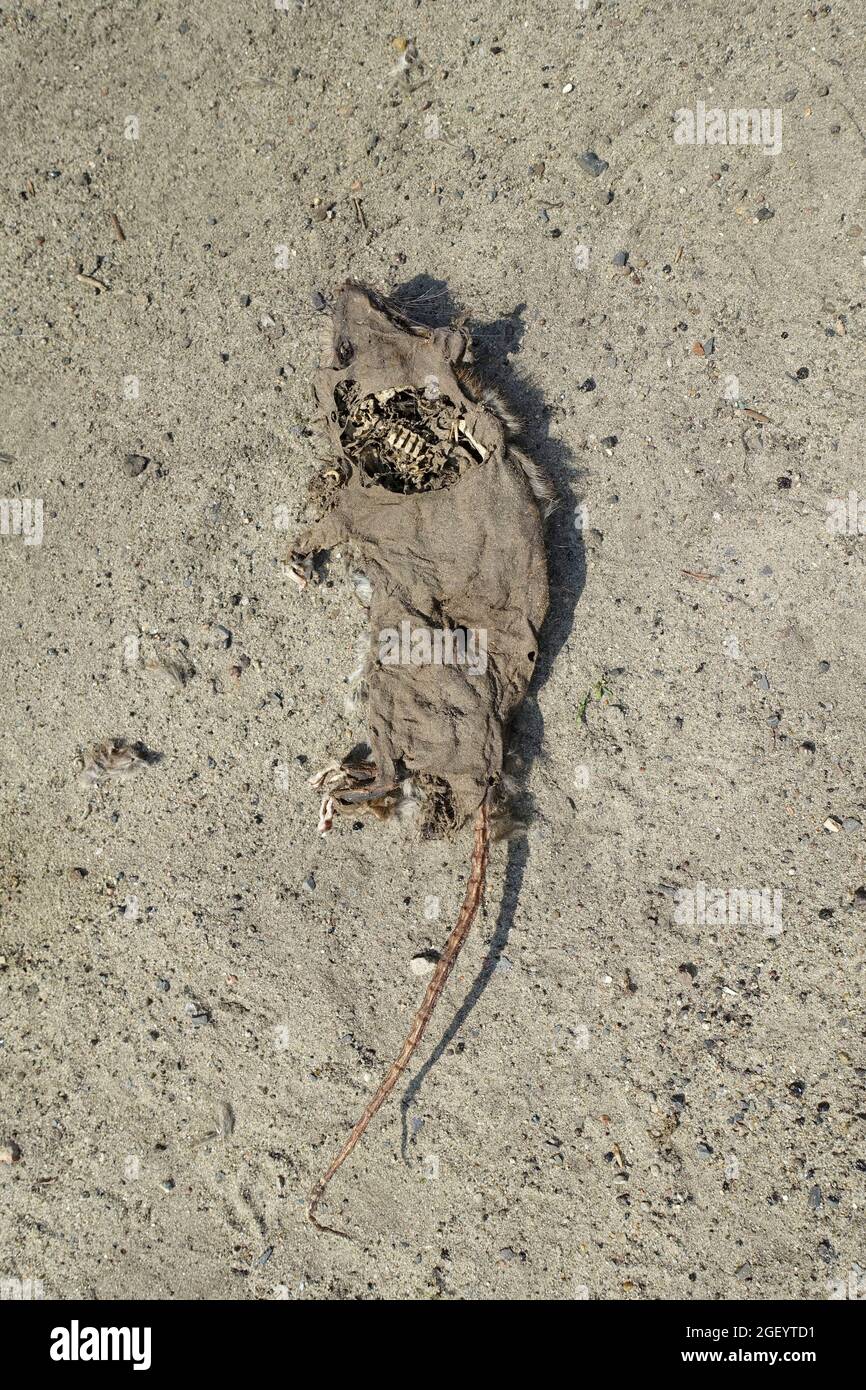 Poisoned desiccated mummified rat Stock Photo - Alamy