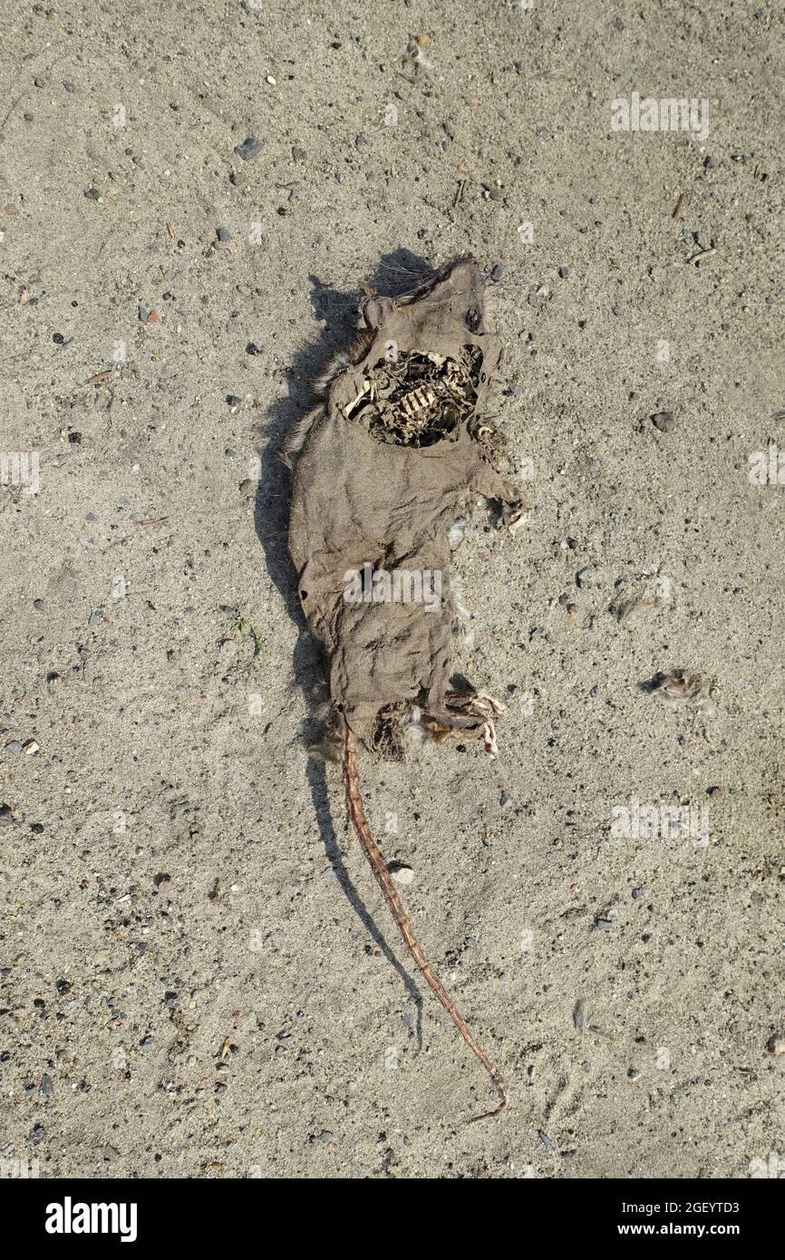 Poisoned desiccated mummified rat Stock Photo - Alamy