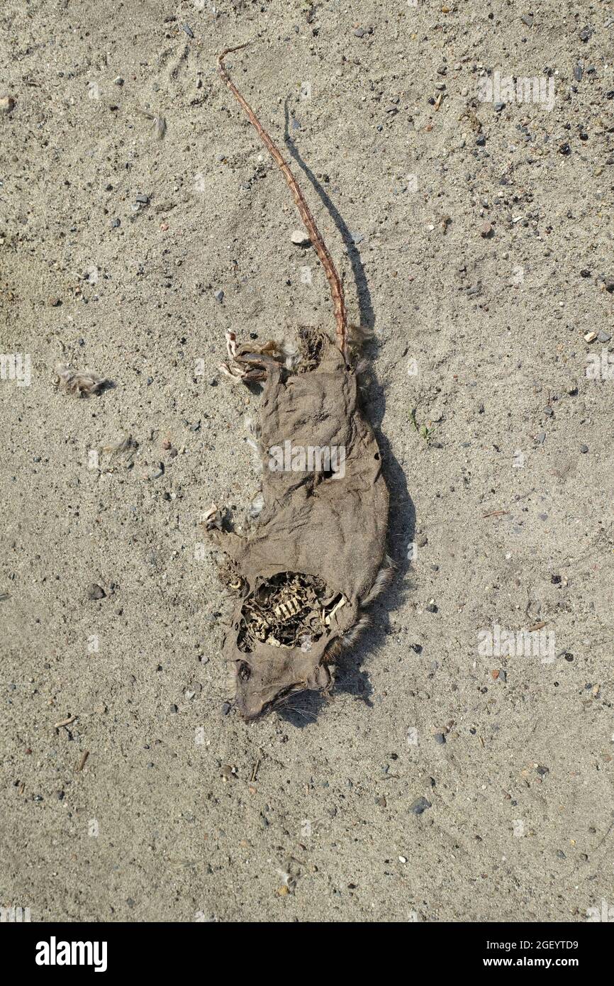 Poisoned desiccated mummified rat Stock Photo - Alamy