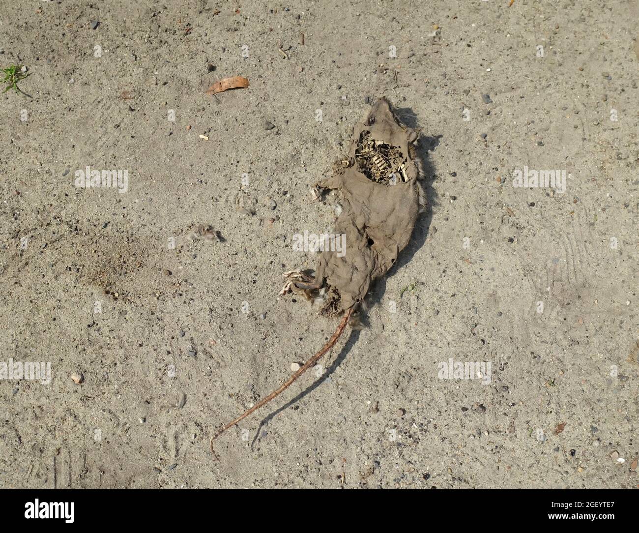 Mummified Rat High Resolution Stock Photography and Images - Alamy