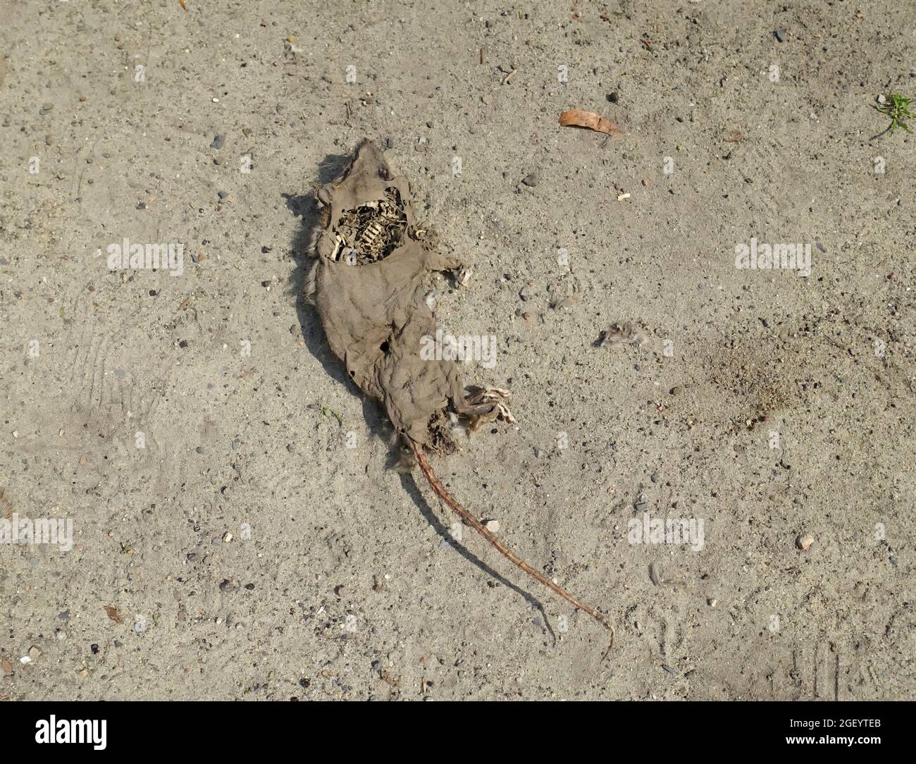 Poisoned desiccated mummified rat Stock Photo - Alamy