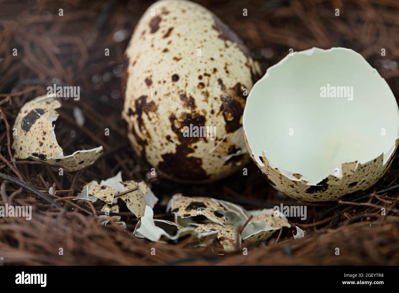 Whole quail egg and a broken empty shell in a nest. Selective focus ...