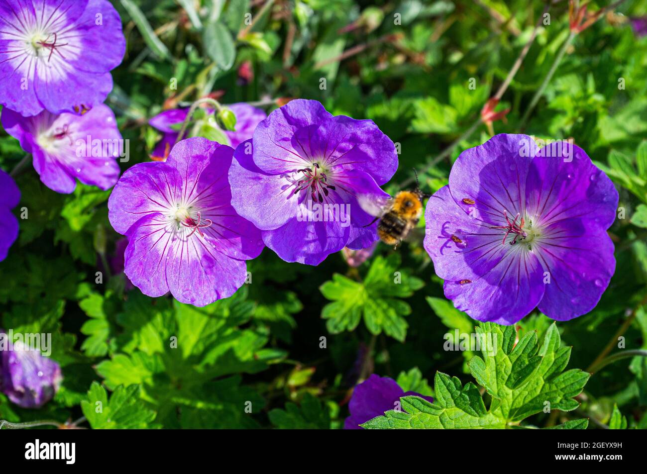 Hibiscus Syriacus blue bird flowers in bloom, London Stock Photo - Alamy