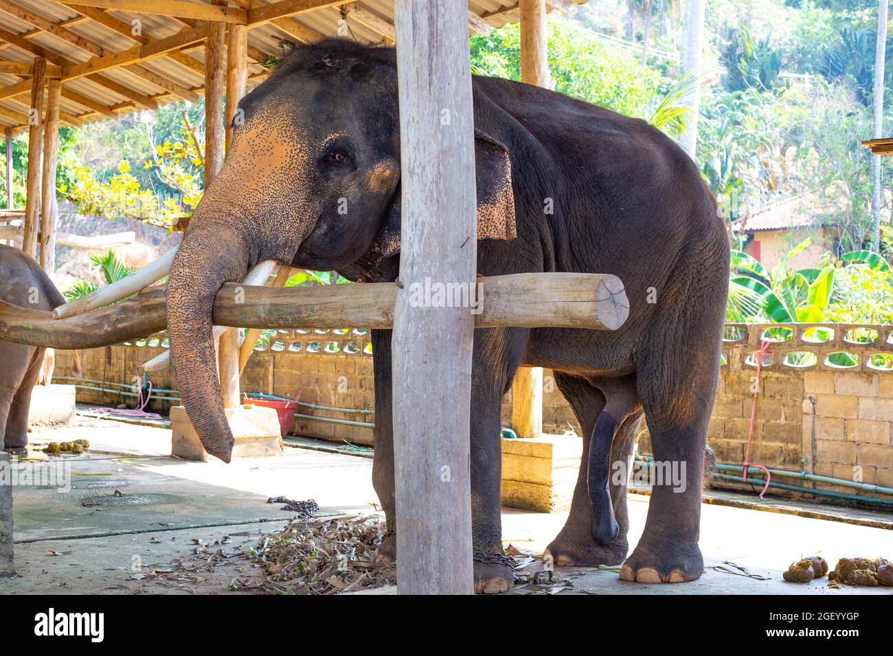 large adult male elephant stands on a farm Stock Photo - Alamy
