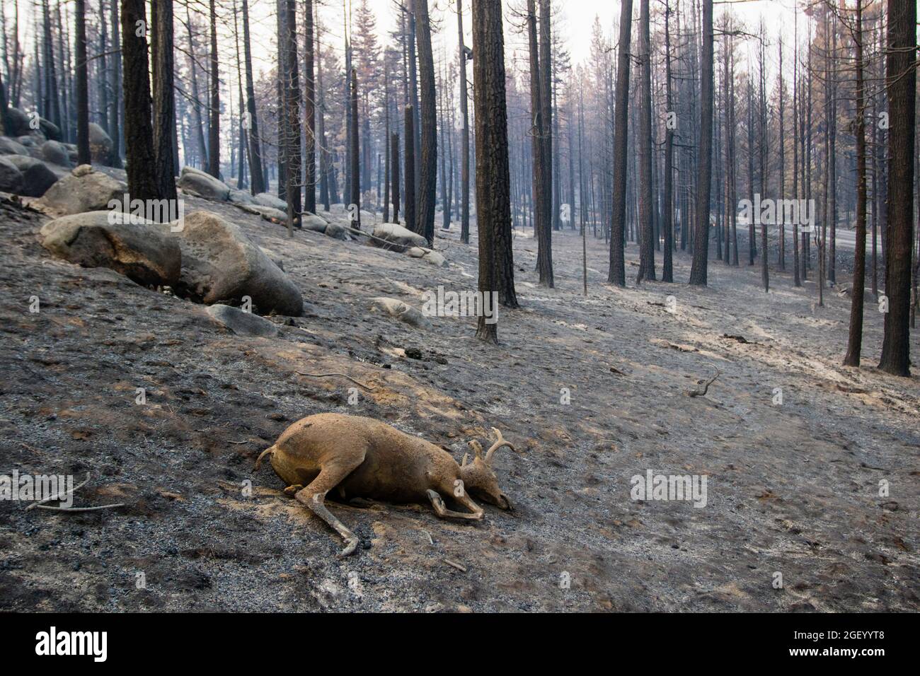 A deer lies dead at the forest in the aftermath of the Dixie fire. The ...