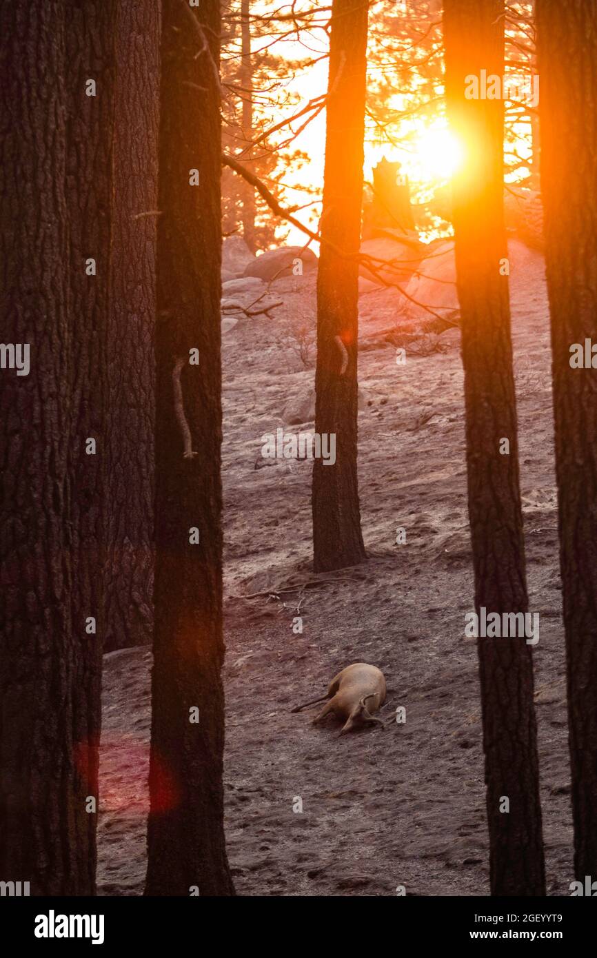 A deer lies dead at the forest in the aftermath of the Dixie fire. The ...