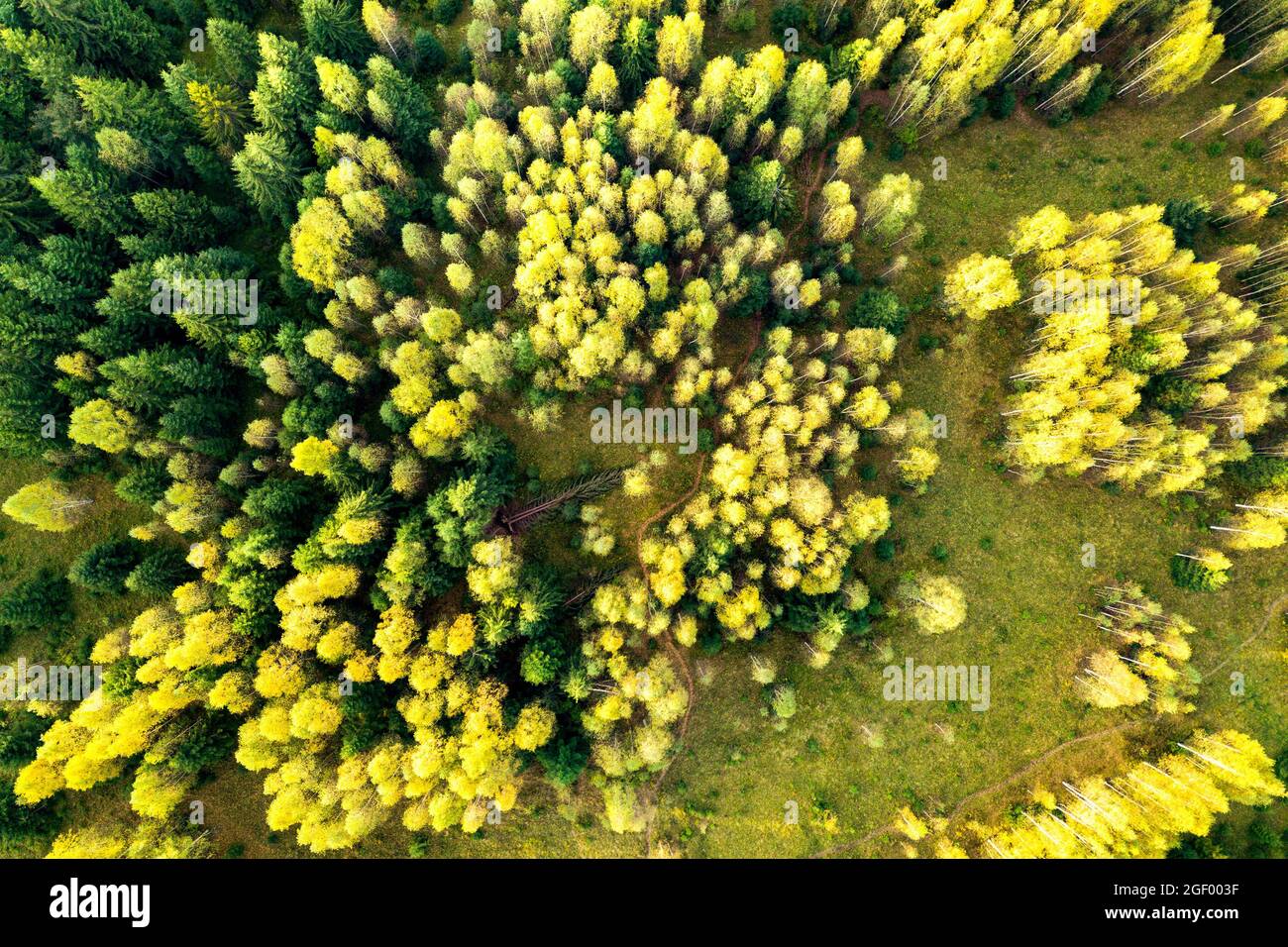 Top down aerial view of bright green spruce and yellow autumn trees in ...