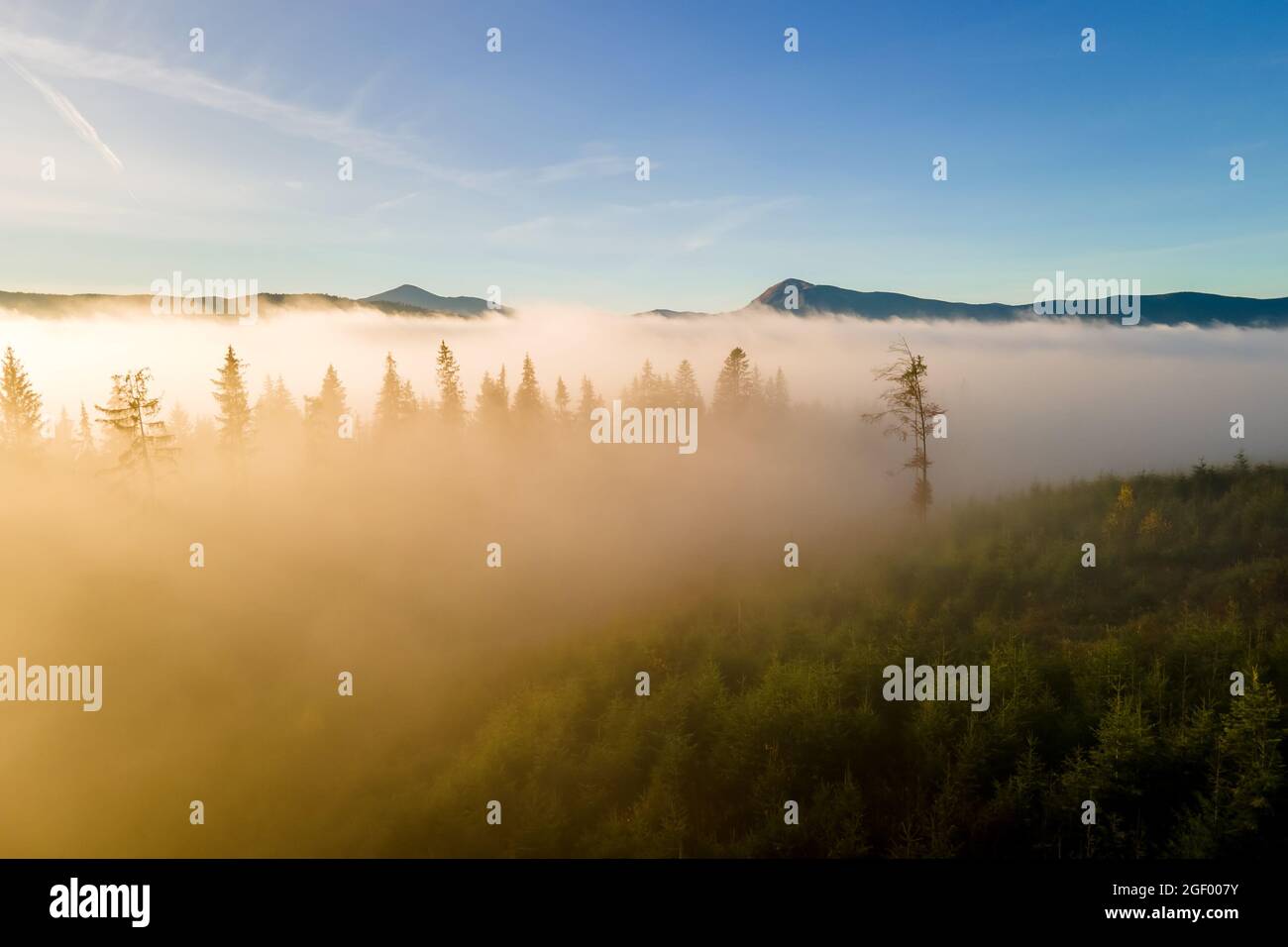 Aerial view of dark green pine trees in spruce forest with sunrise rays ...