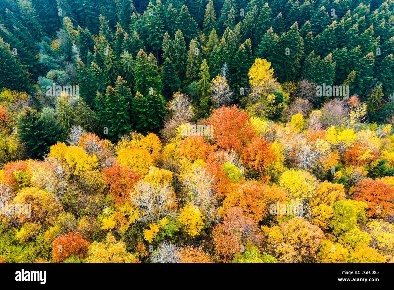 Aerial view of dense green pine forest with canopies of spruce trees ...